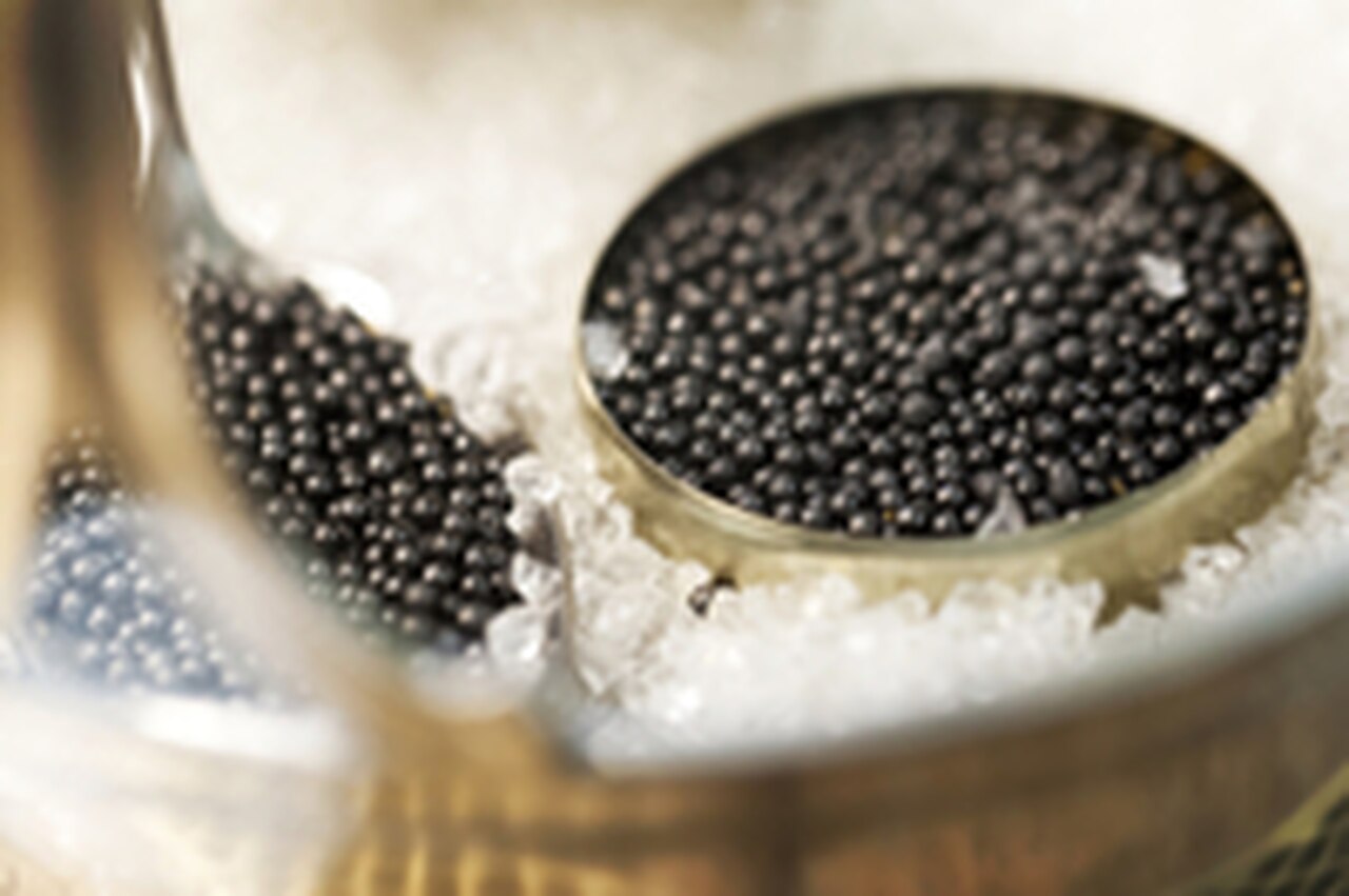 Why Is Beluga Caviar Restricted | House of Caviar and Fine Foods