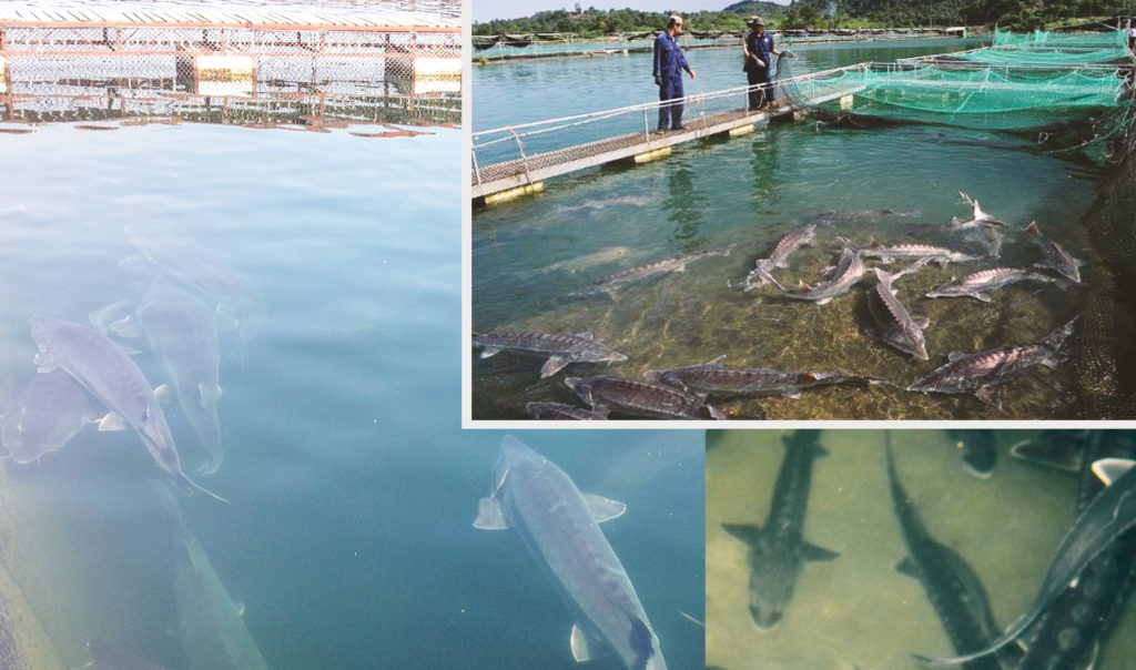 How Caviar is made: Everything you need to know.