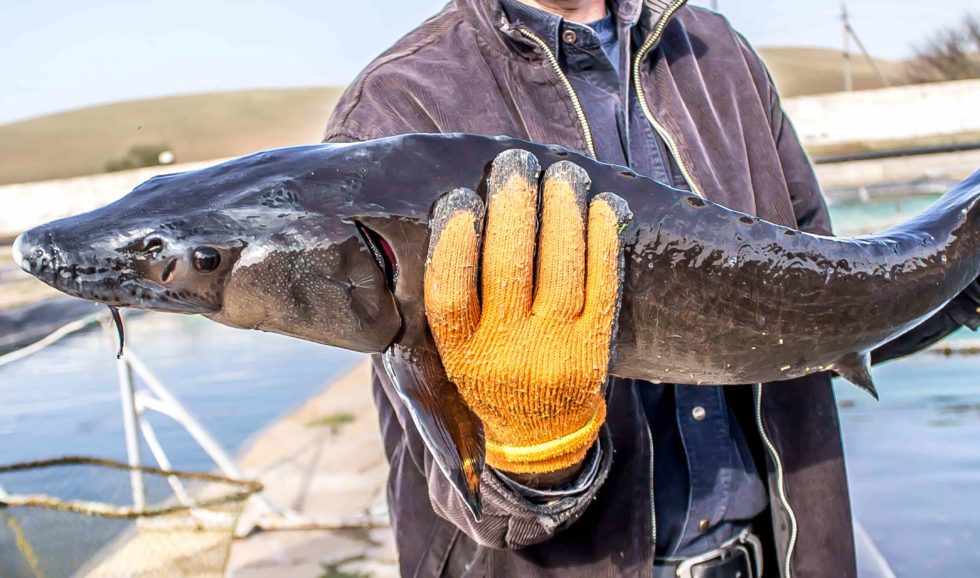 All about Osetra Caviar: Classic and Elegant