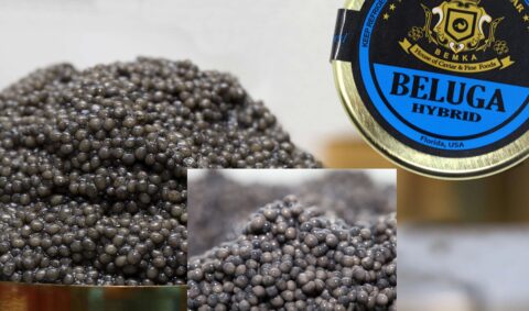 Beluga Caviar: The best option to try