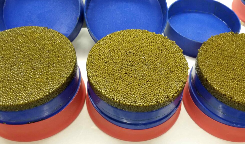 Beluga Caviar: The best option to try