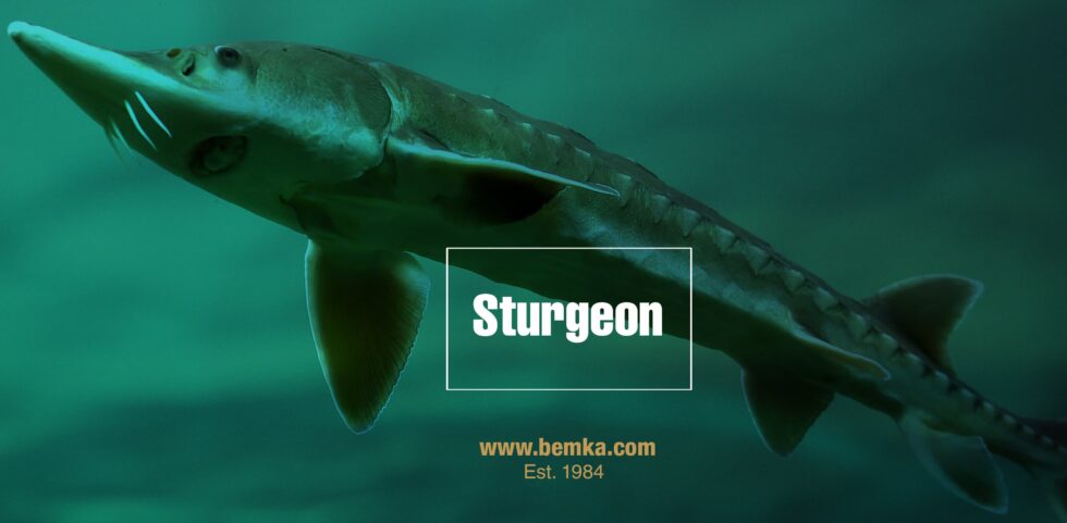 5 facts about Sturgeon Caviar you should know