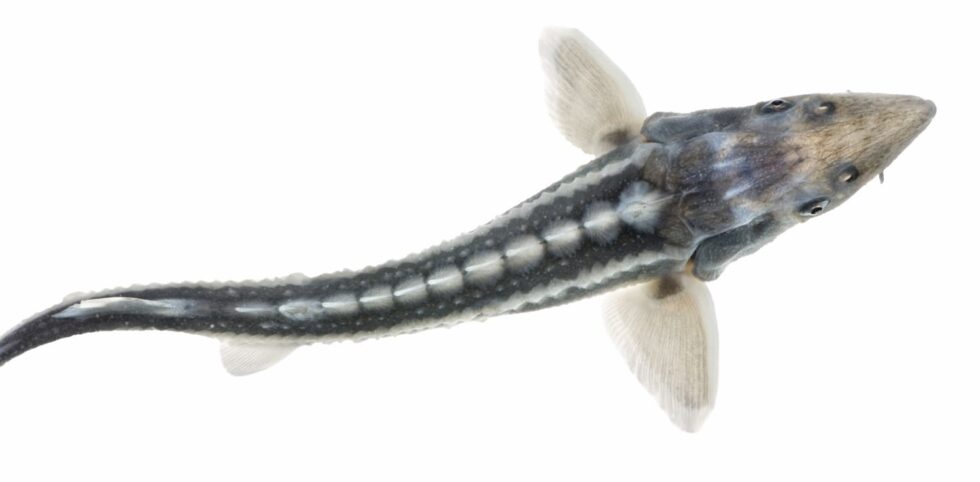 10 facts about Caviar you should know. All about Caviar for Caviar Lovers.