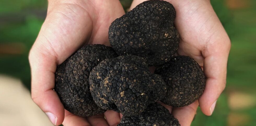 The ultimate Guide of Truffles: Know all the basics of Truffles to cook ...