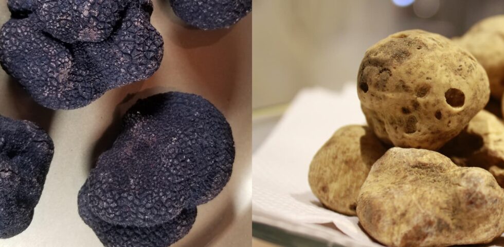 The ultimate Guide of Truffles: Know all the basics of Truffles to cook ...