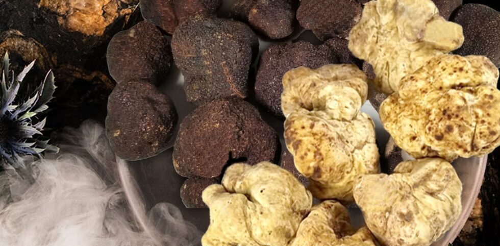 The ultimate Guide of Truffles: Know all the basics of Truffles to cook ...