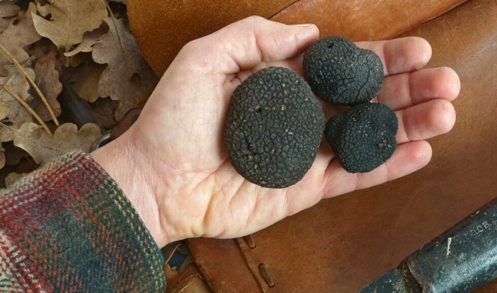 All about Burgundy Truffles: Fresh truffles to buy. Enjoy our best ...